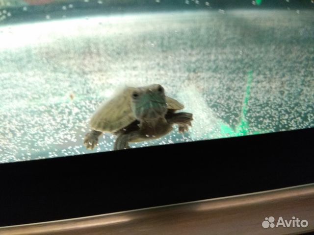 Красноухая черепаха