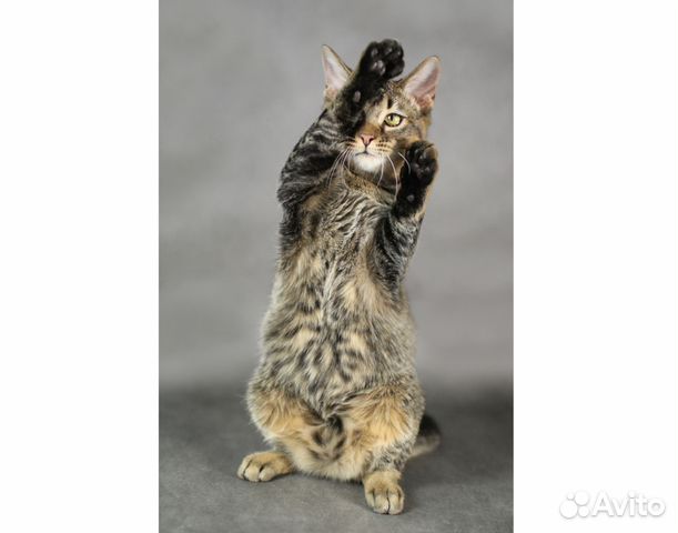Особенный котенок в дар. Мальчик. 4,5 мес