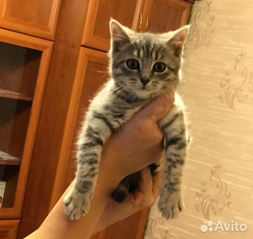 Отдаем котенка