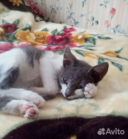 Отдам забавную нежную кошечку новым хозяевам