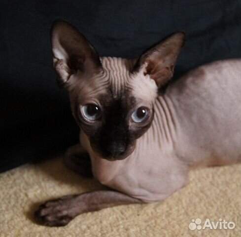 Донской сфинкс кремовая в черной маске 5000Р