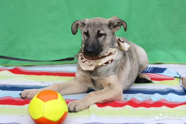 Милый парень Алтай