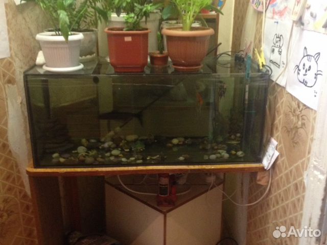 Аквариум с рыбками