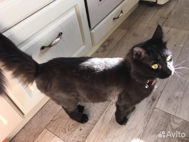 Метис Мейн-куна