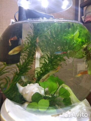 Гуппи самочки