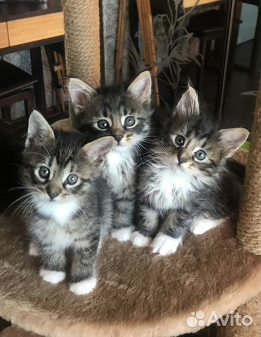 Котята (мама Мейн-кун )