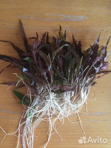 Криптокорина Вендта