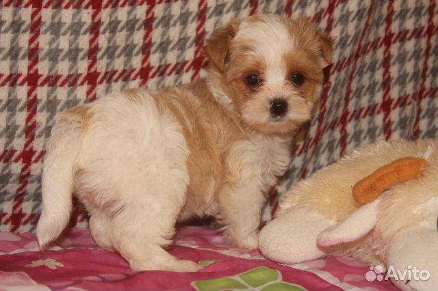 Бело-золотая девочка йорк