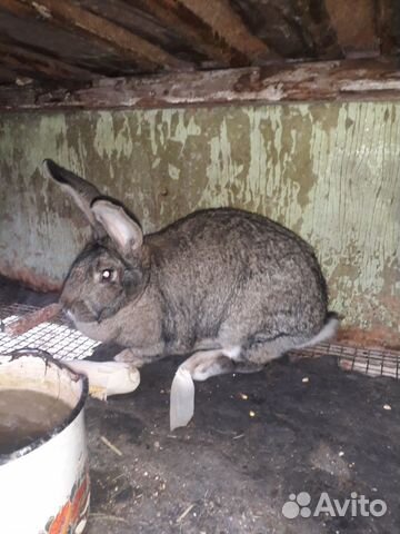 Поменяю кроликов самок на курей несушек