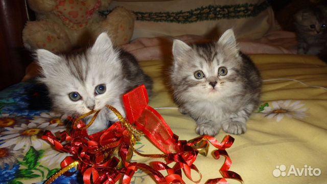 Снежка и Симоша