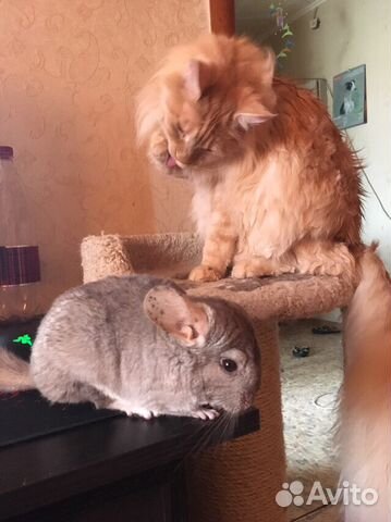 Шиншилла цветная