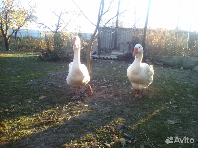 Продам холмогорских гусей