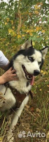 Сибирская хаски