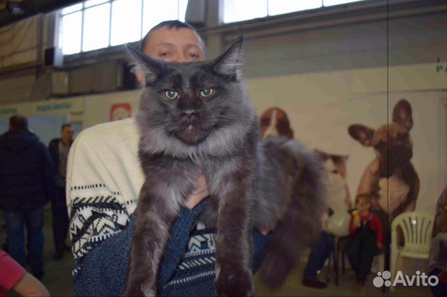 Юный Чемпион мфа