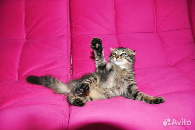 Котенок-пират помесь вислоухого британца