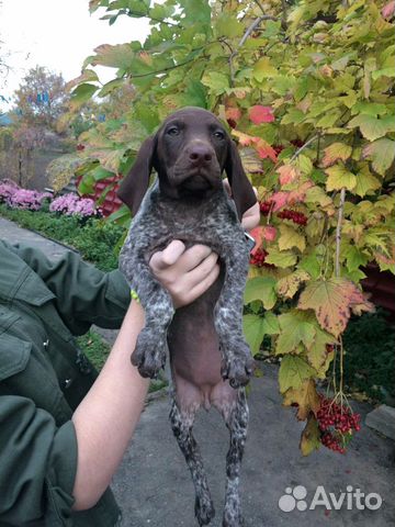 Щенки курхаар