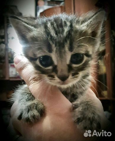 Котята невские маскарадные