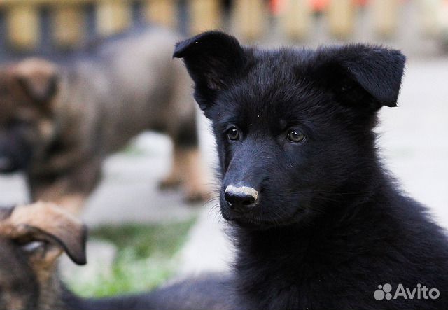 Щенок немца