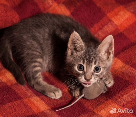 Котёнок Барни