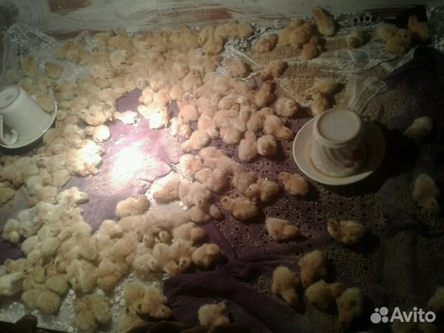 Суточные перепела