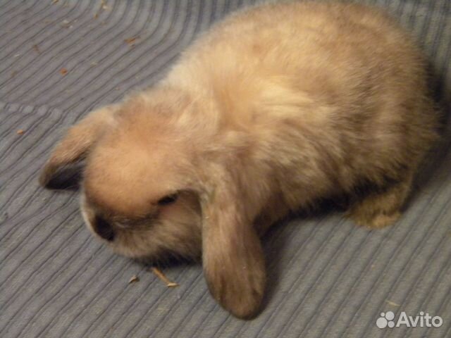 Вислоухие карликовые крольчата