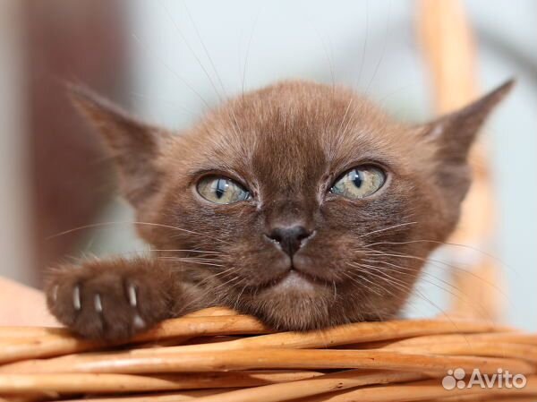 Соболиная бурмочка