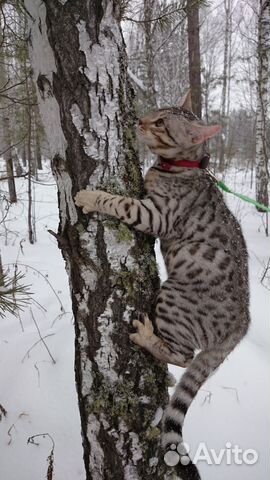 Отдам бенгала