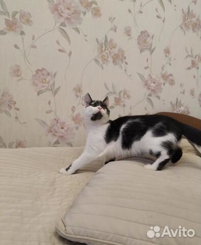 Котенок Плюш черно-белый, плюшевый озорник