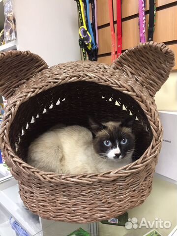 Сиамский молодой котик