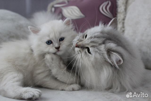 Усы, лапы и хвост