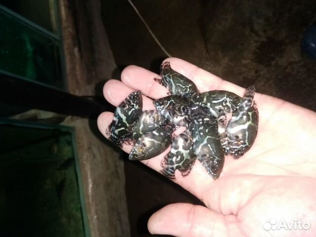 Астронотусы оптом