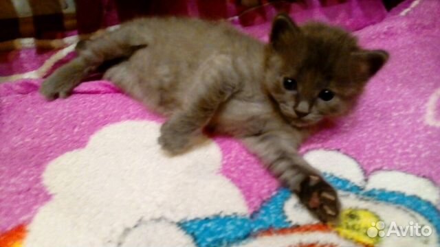 Кошечка 1 мес. Мама русская голубая,папа британец