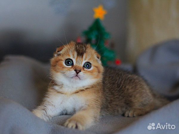 Малыш скоттиш-фолд котик