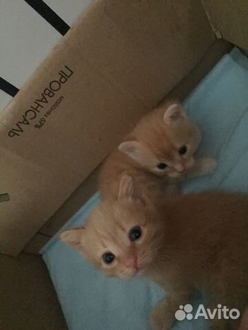 Отдам котят в хорошие руки