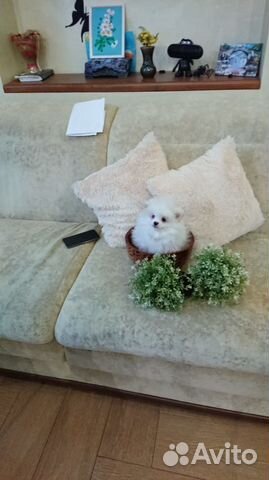 Щеночки- лапочки померанского шпица