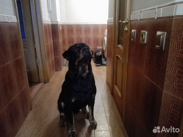 Лорд ищет невесту
