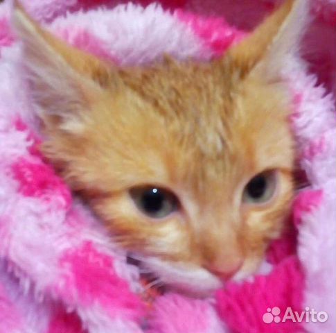 Рыжий котёнок 2 месяца в добрые руки