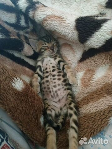 Бенгальские котята. Бенгалка. Бенгалы