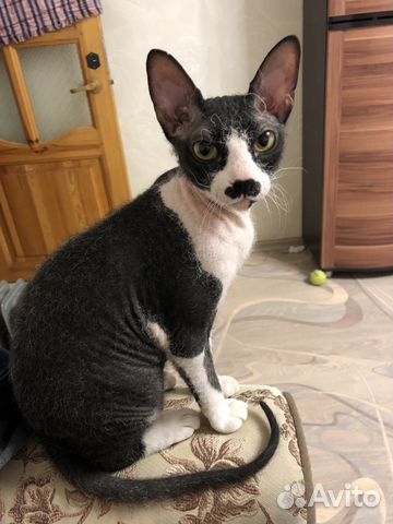 Отдам Кота (Донской Сфинкс)