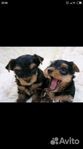 Йоркширский терьер