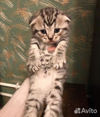 Шотландская вислоухая