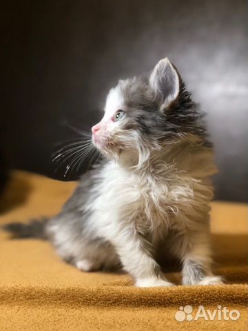 Принесу счастье в ваш дом