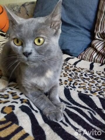 Метис бурманской кошки