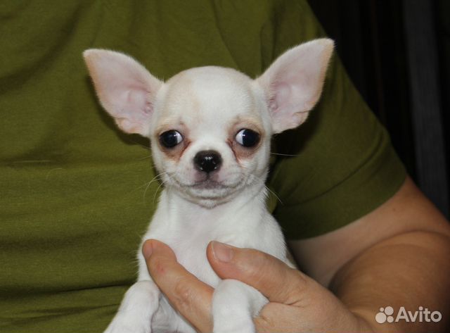 Девочка чихуа отличного качества
