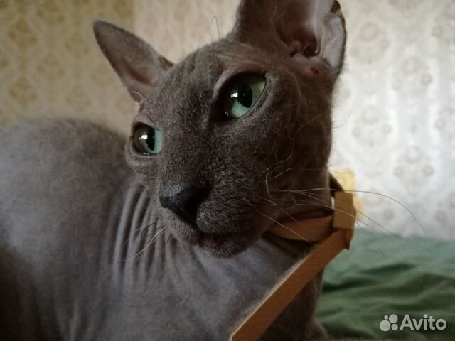 Донской сфинкс, отдам