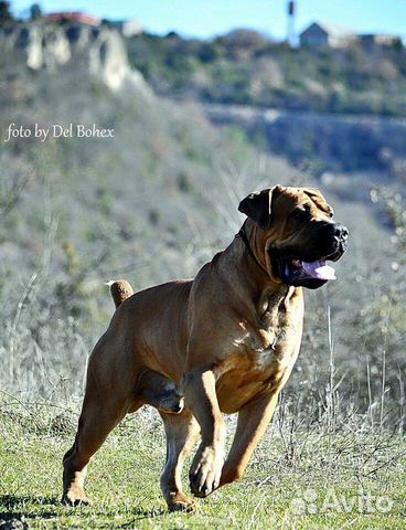 Щенок юа бурбуля, для спорта и выставок