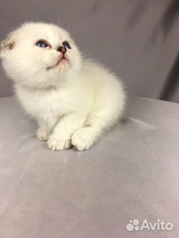 Котёнок шотландский вислоухий мальчик 1