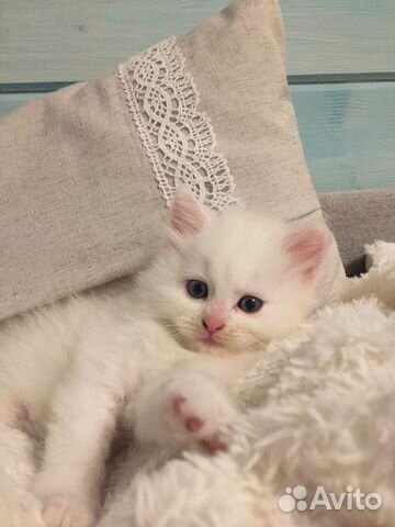 Очаровательные котята
