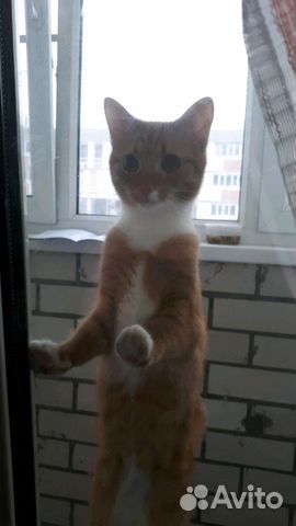 Отдам кошку в добрые руки