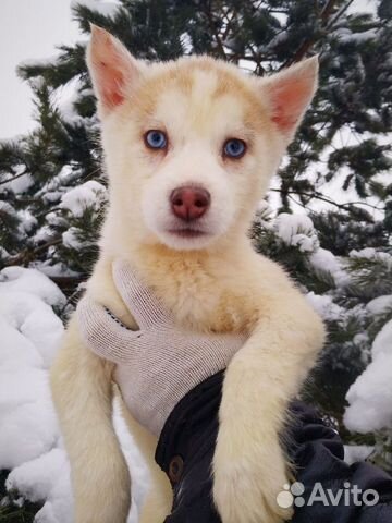 Красивый щенок хаски с голубыми глазами